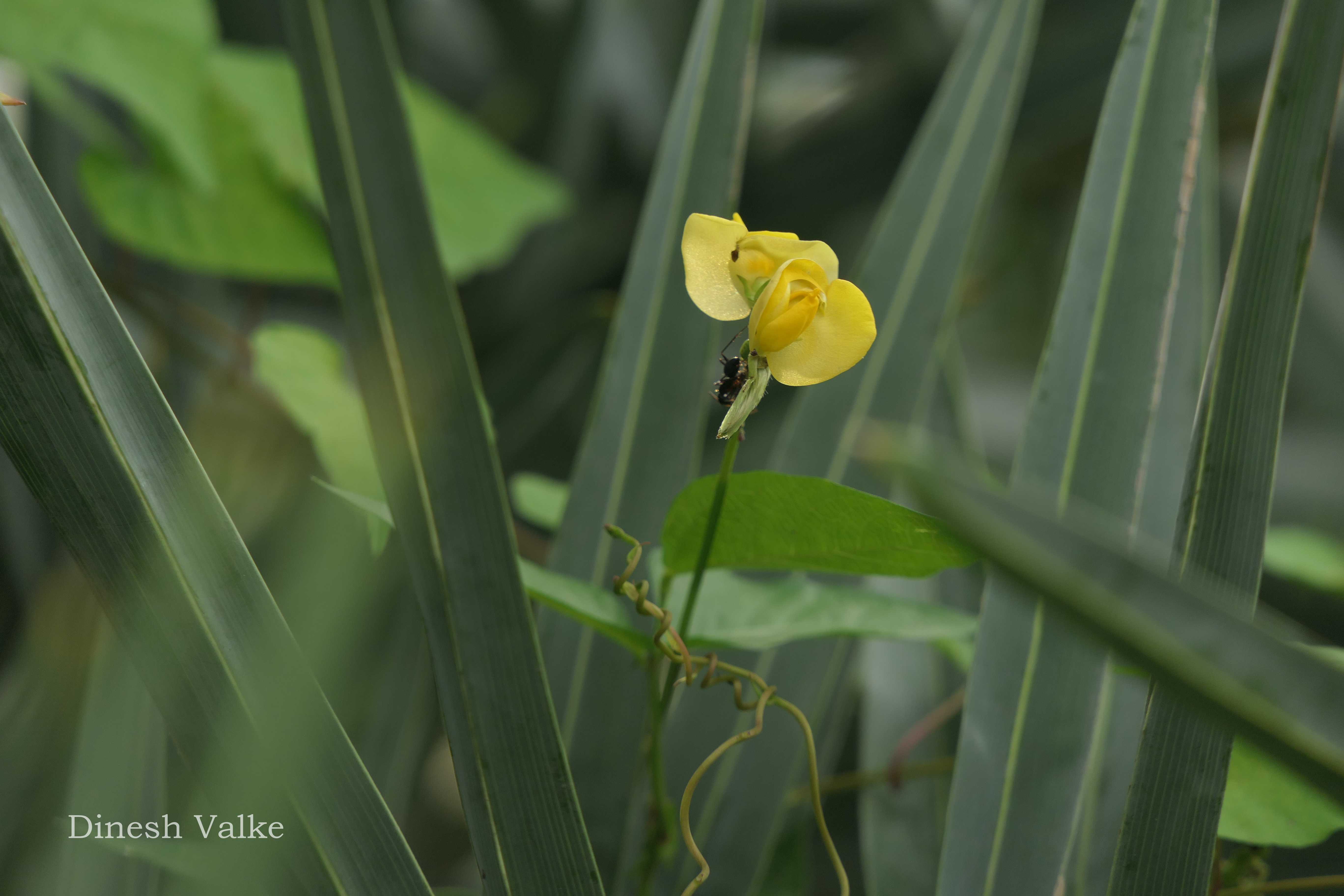 India Flora Online