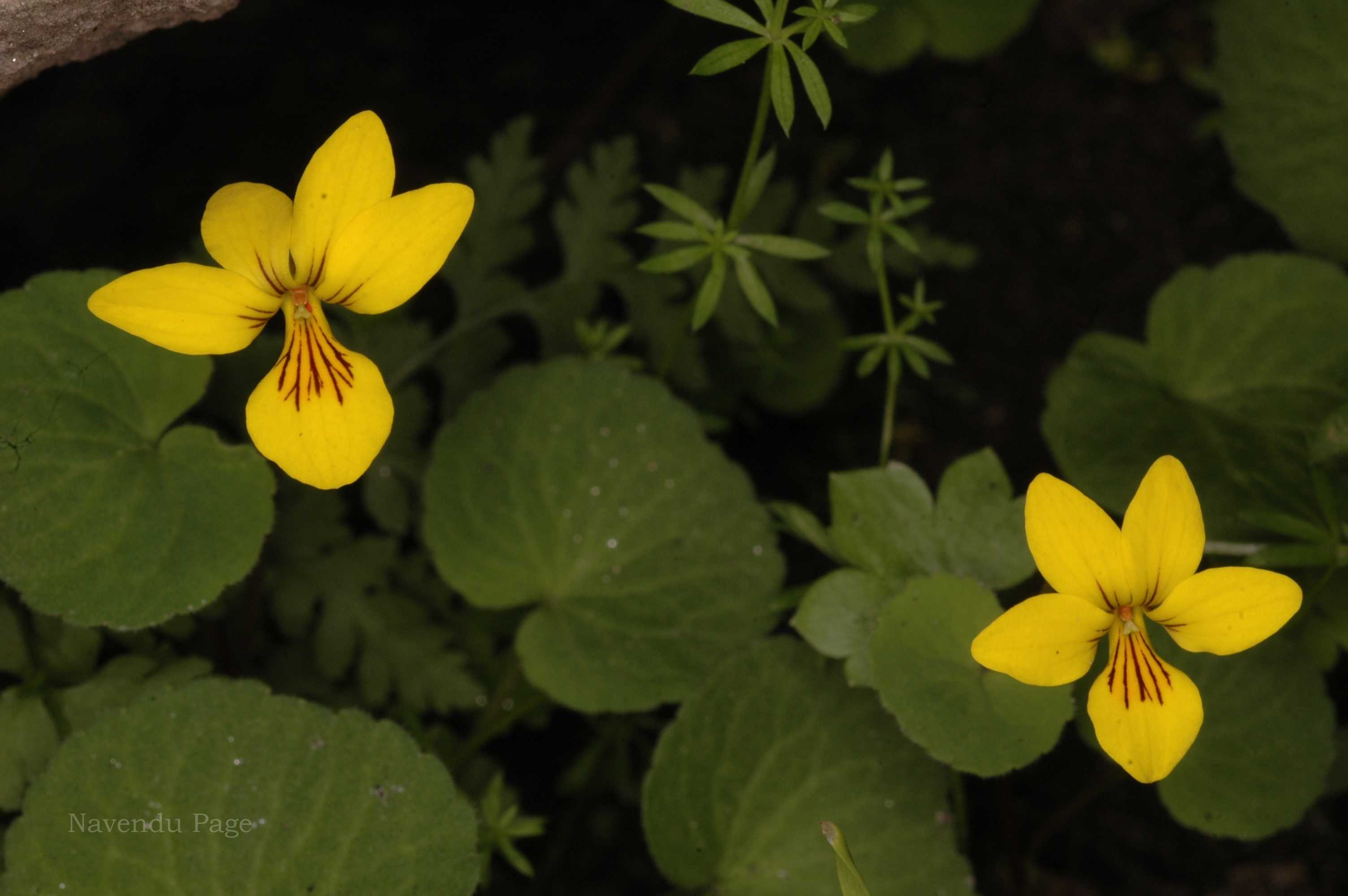 India Flora Online