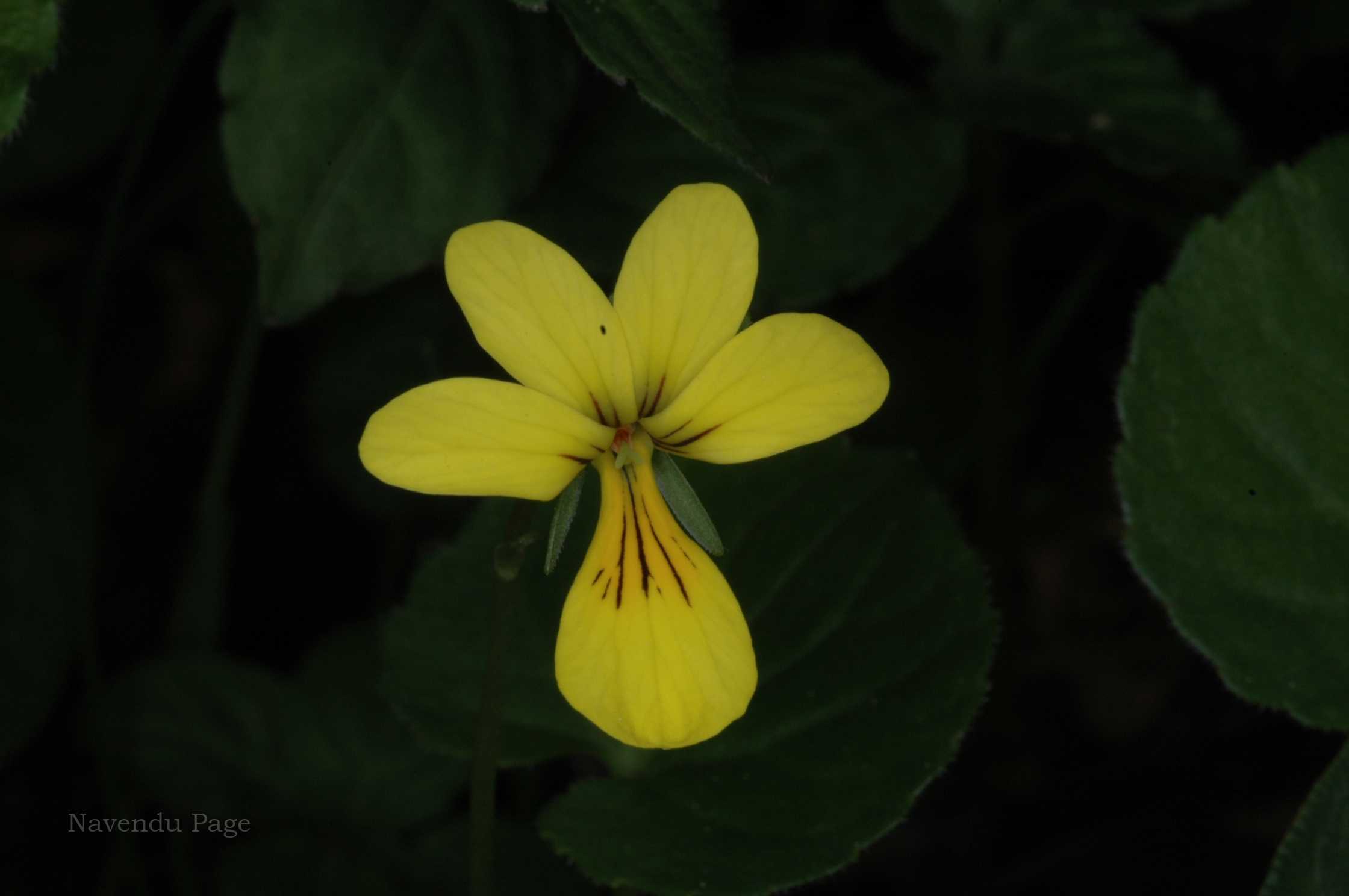 India Flora Online