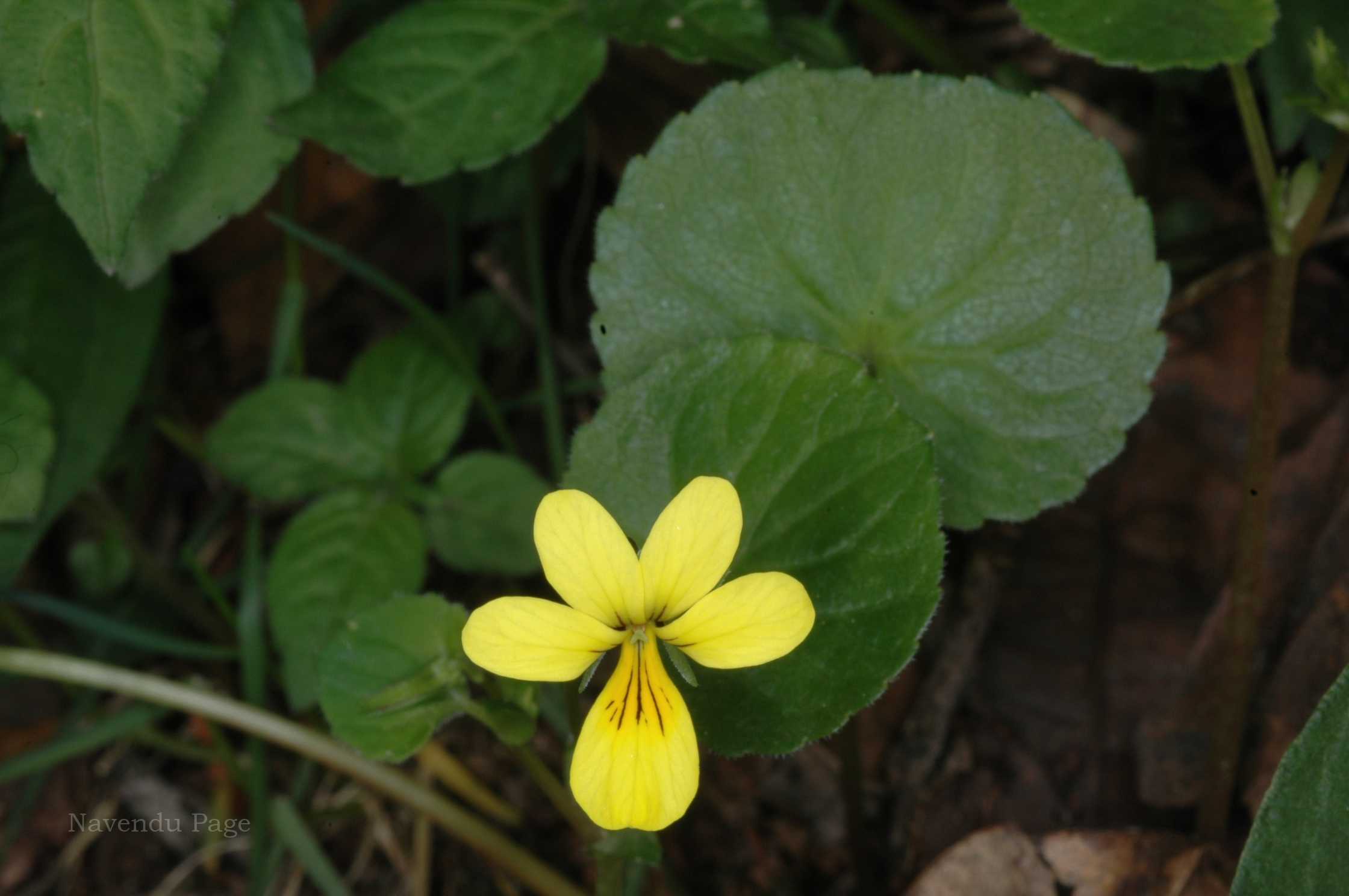 India Flora Online