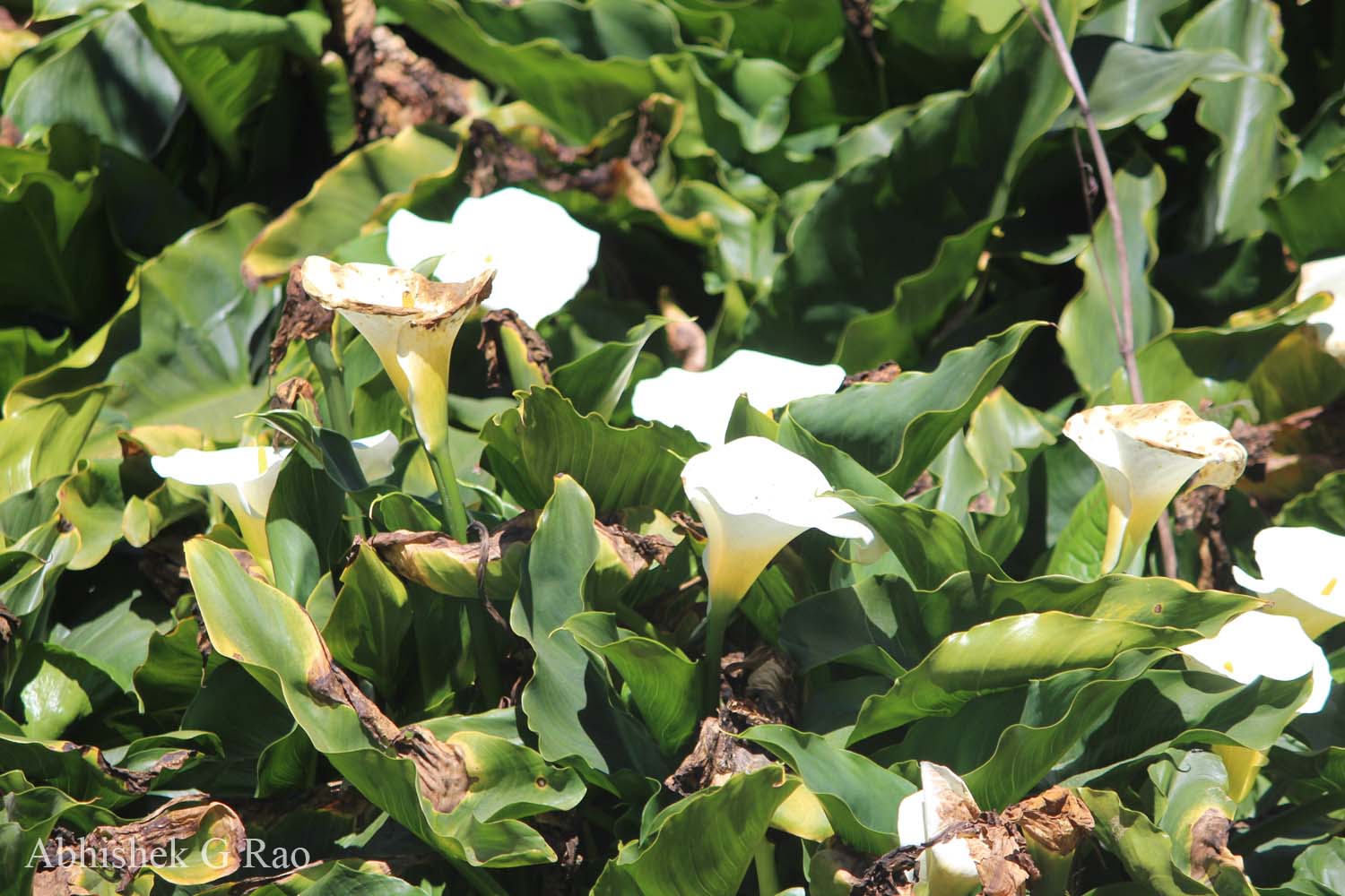 India Flora Online