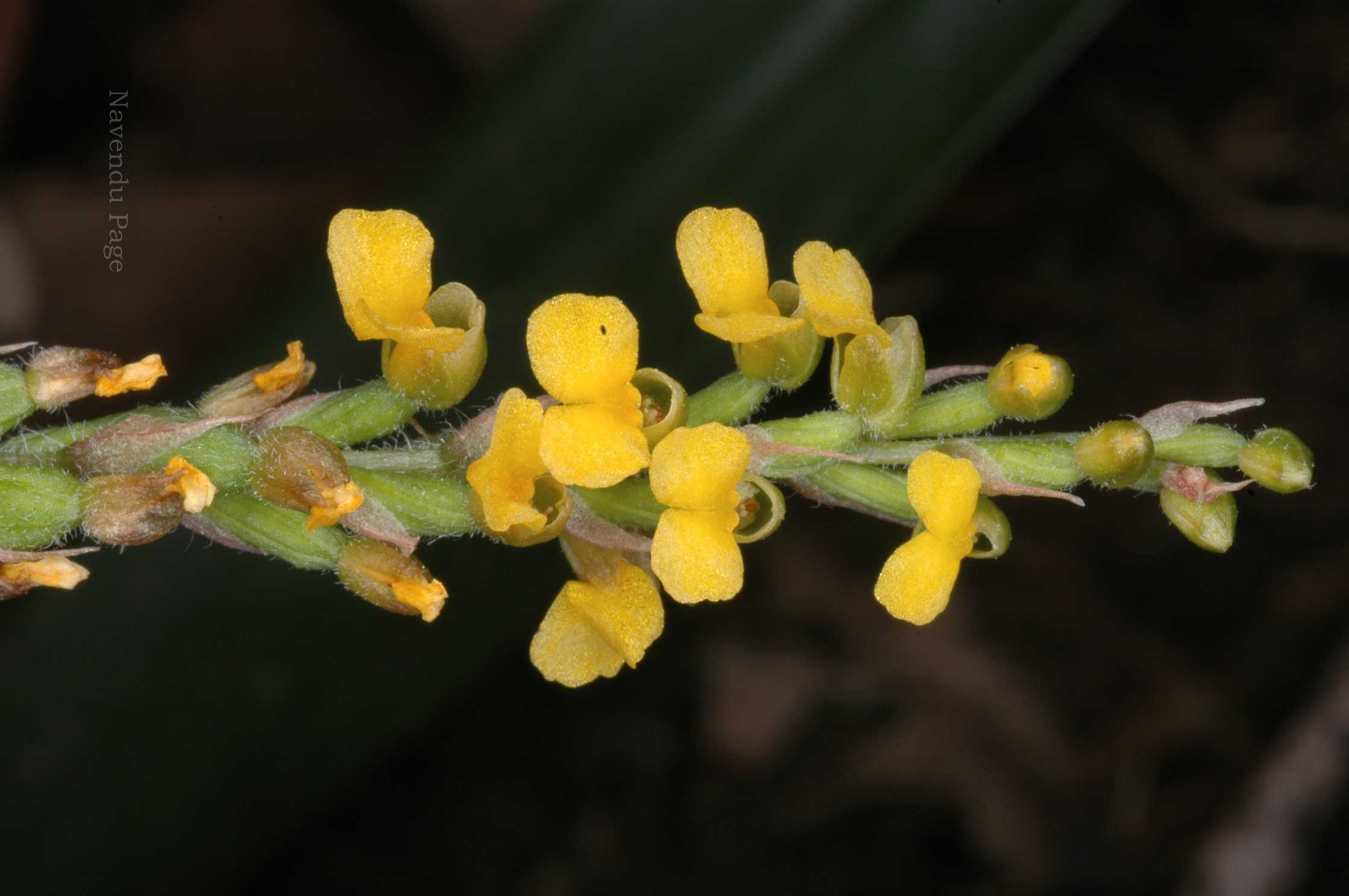 India Flora Online