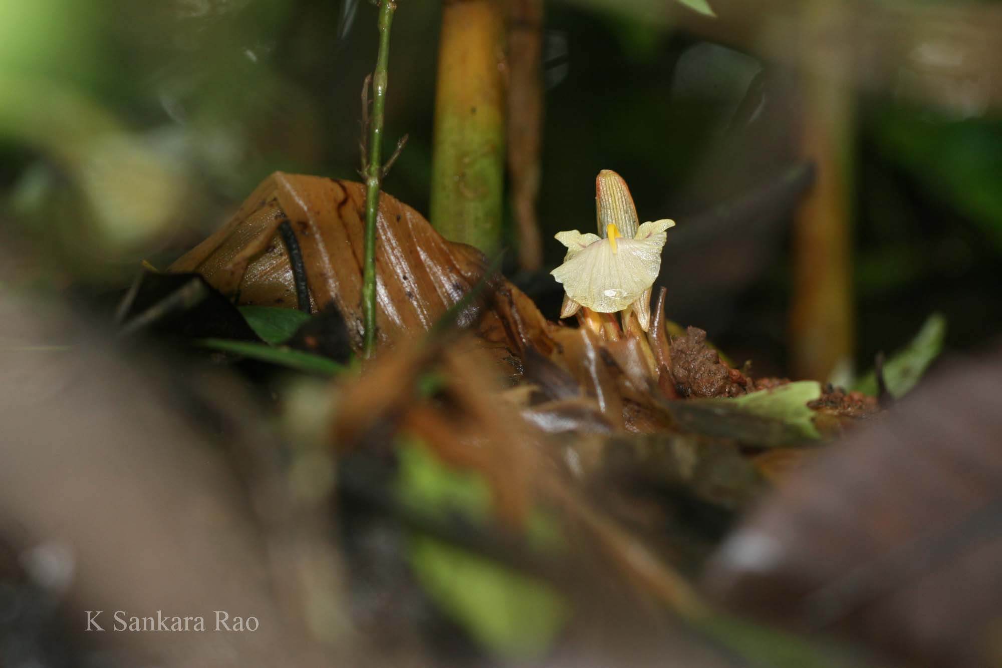 India Flora Online