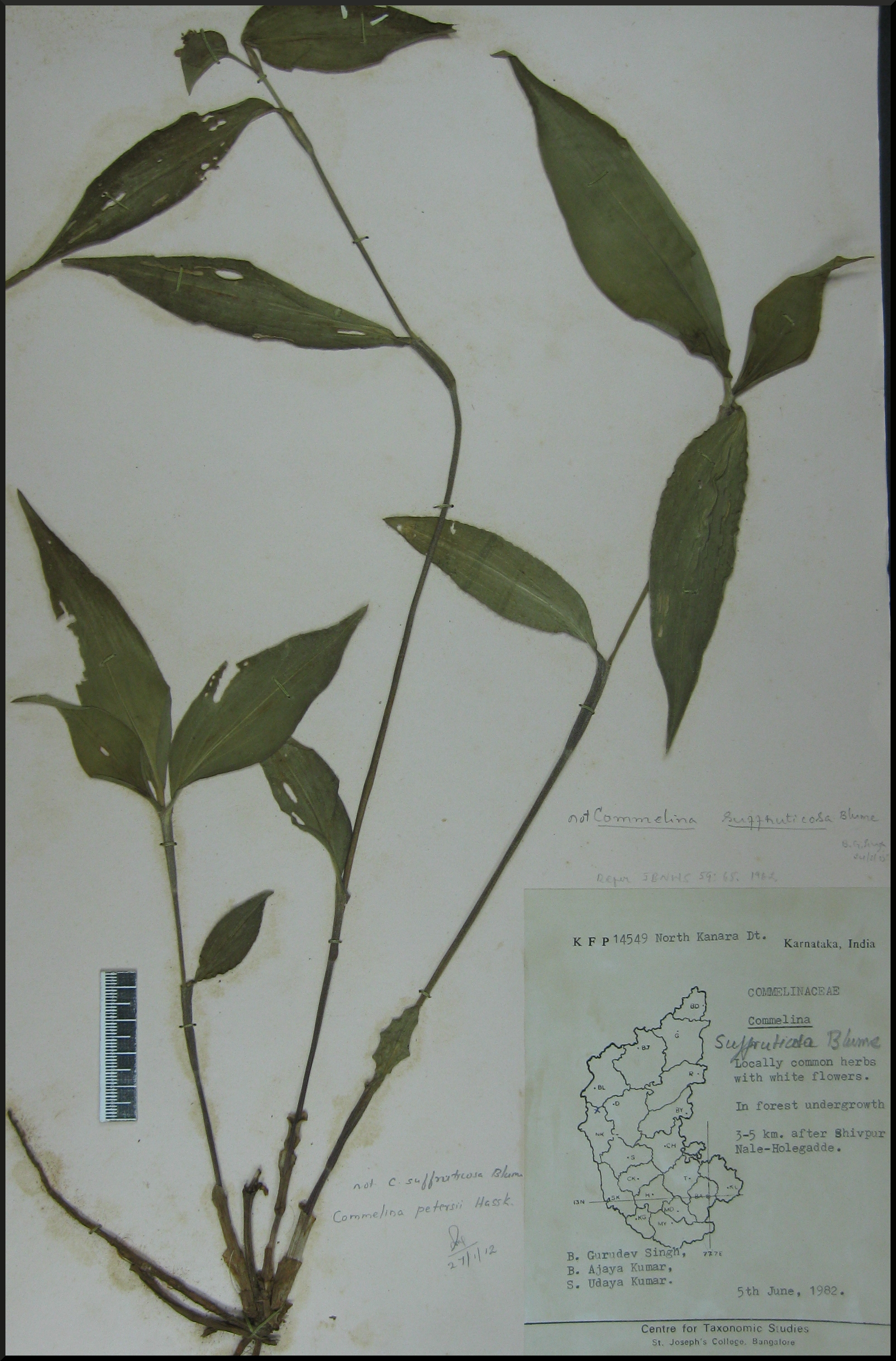 India Flora Online