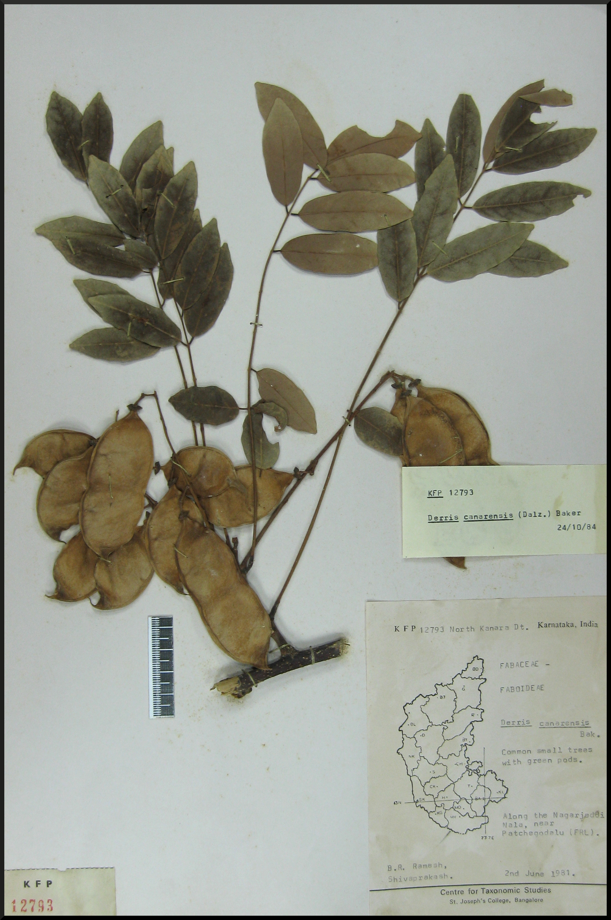 India Flora Online