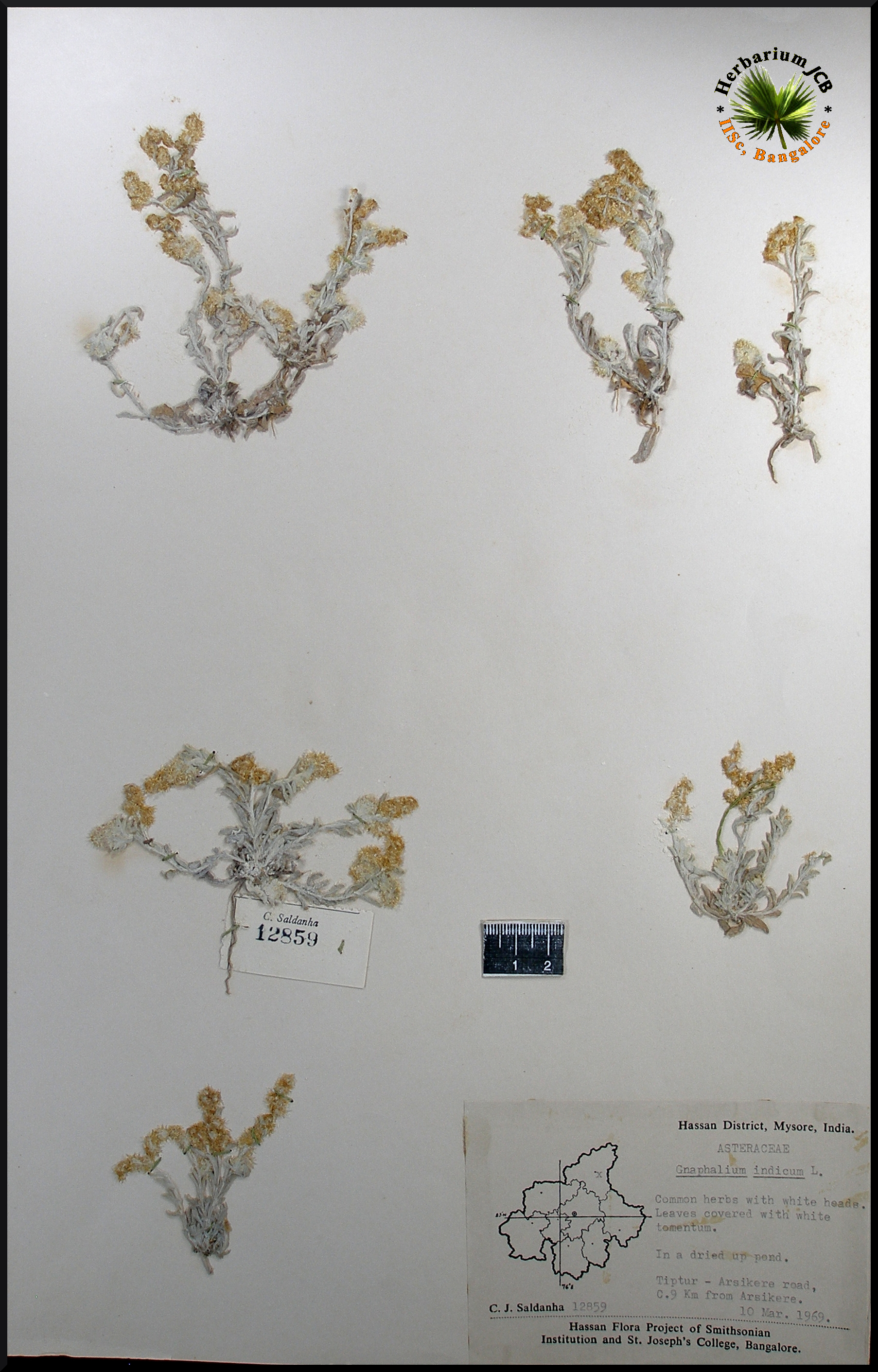 India Flora Online