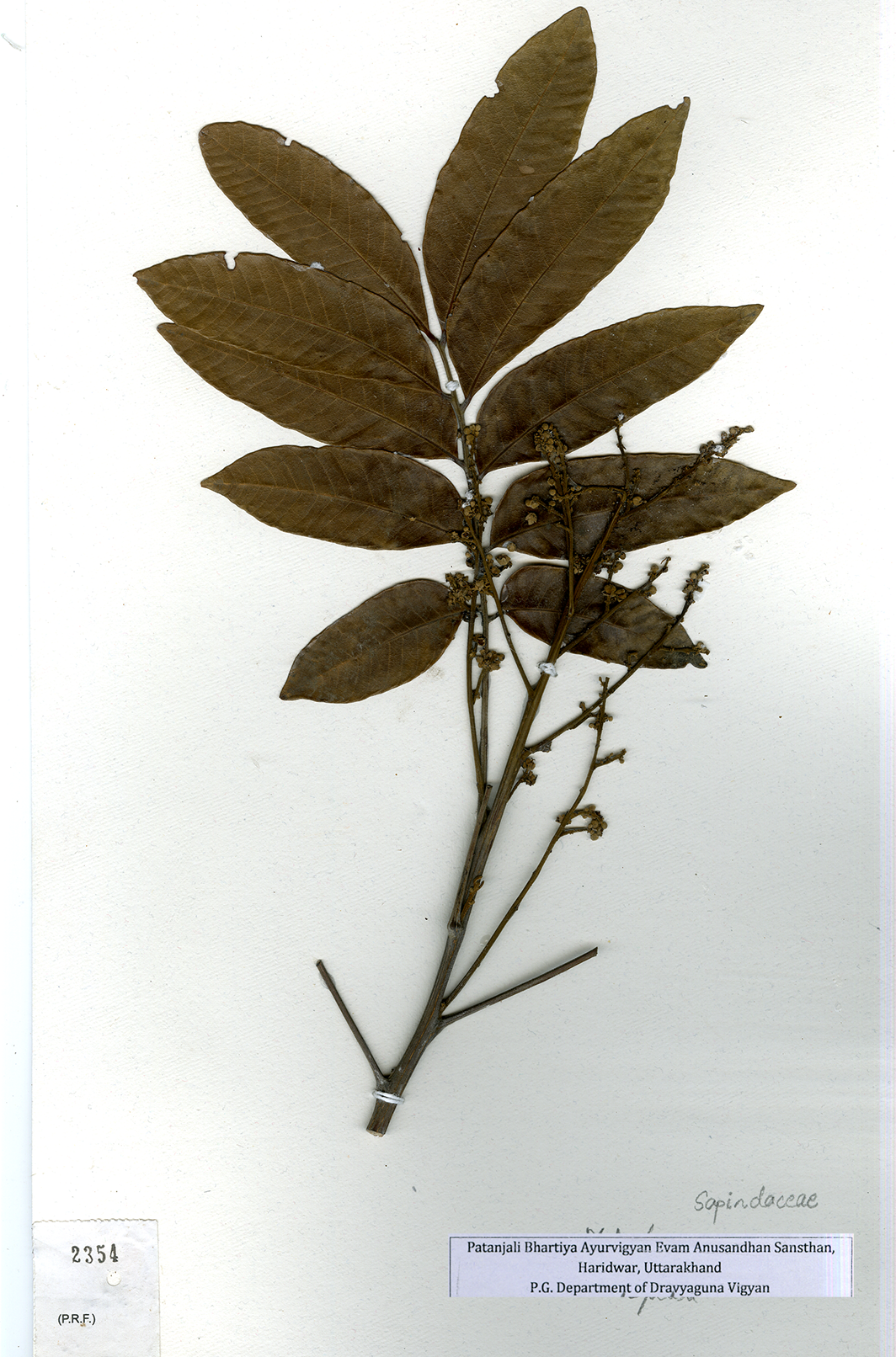 India Flora Online