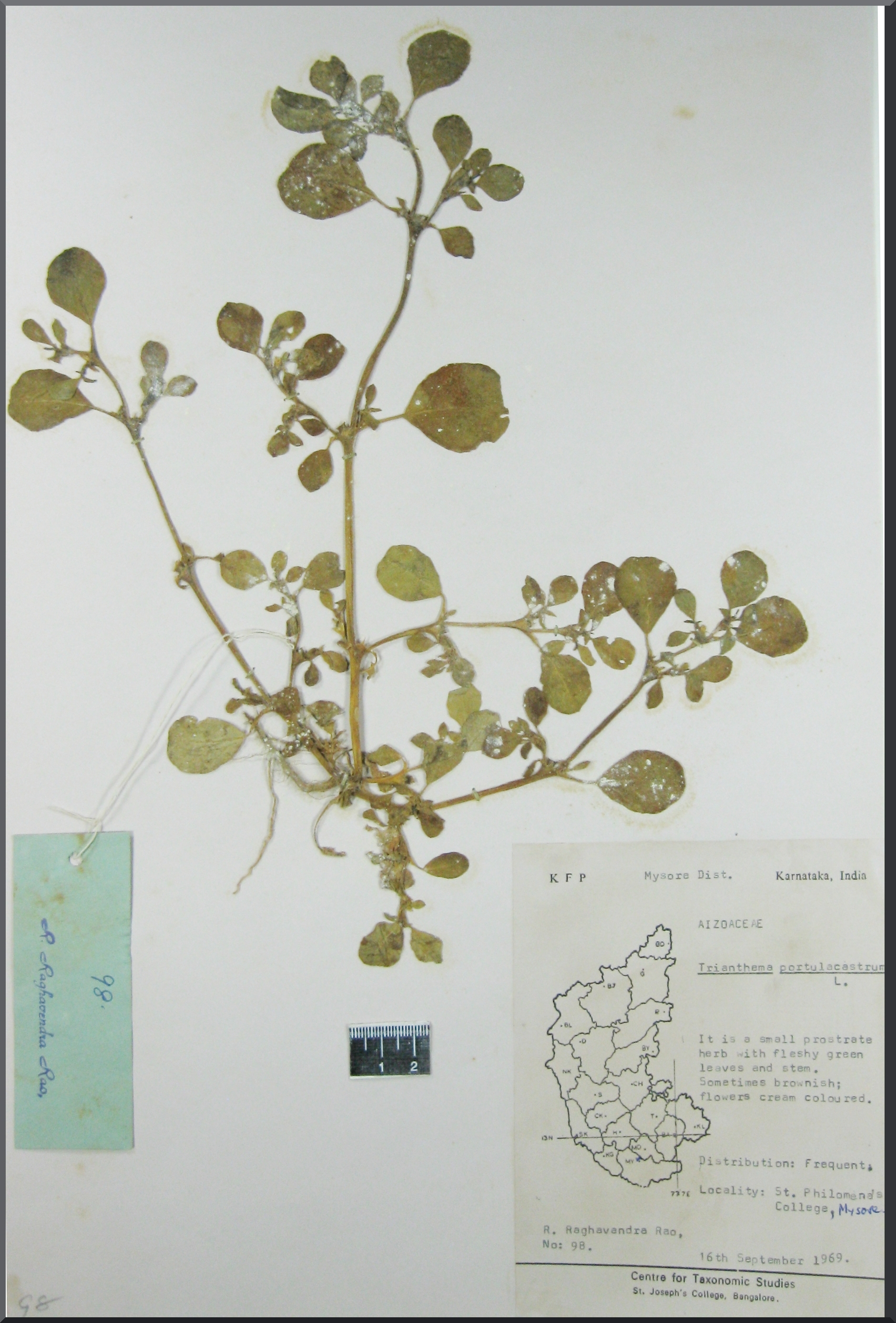 India Flora Online