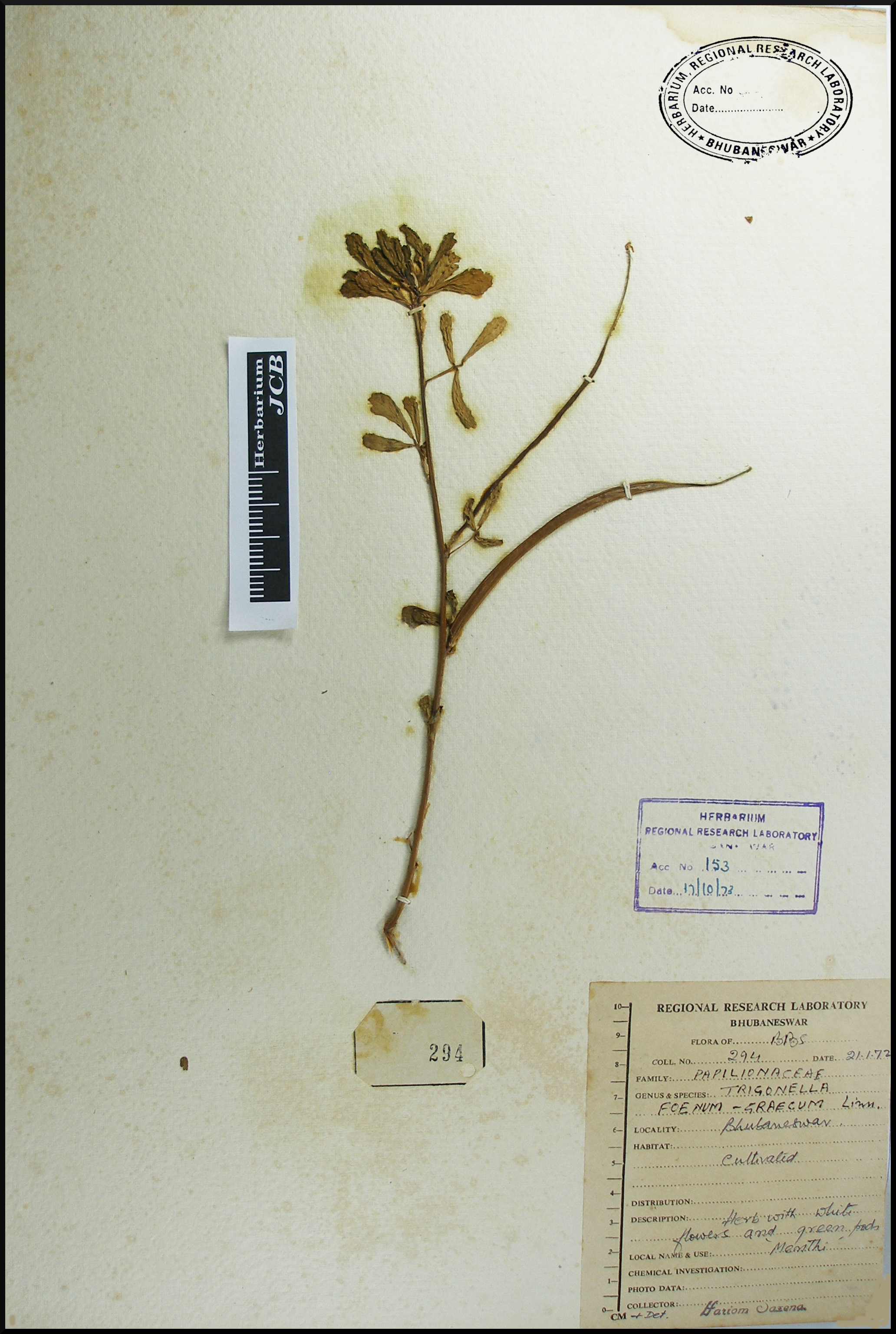 India Flora Online
