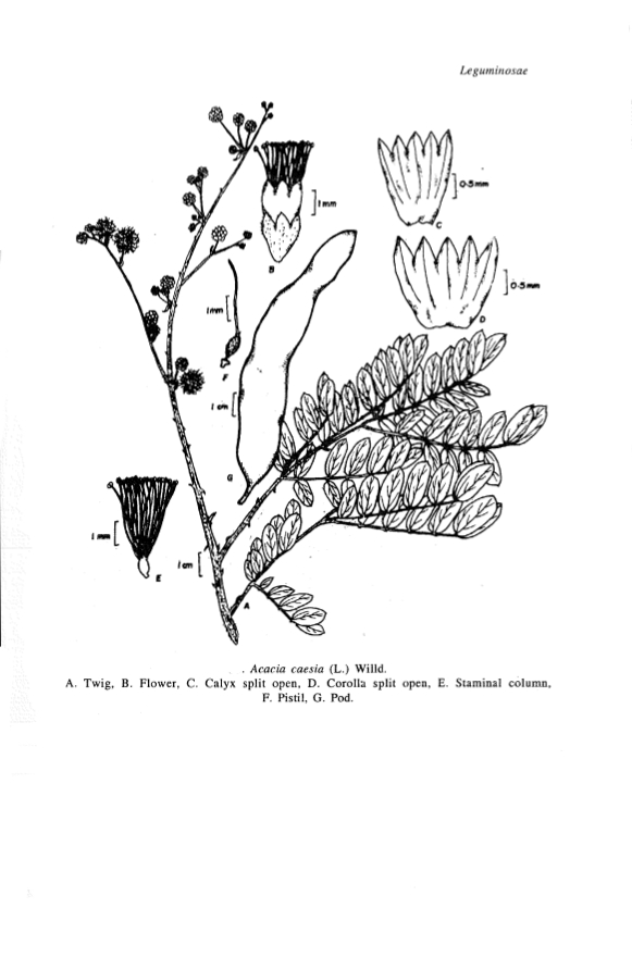 India Flora Online
