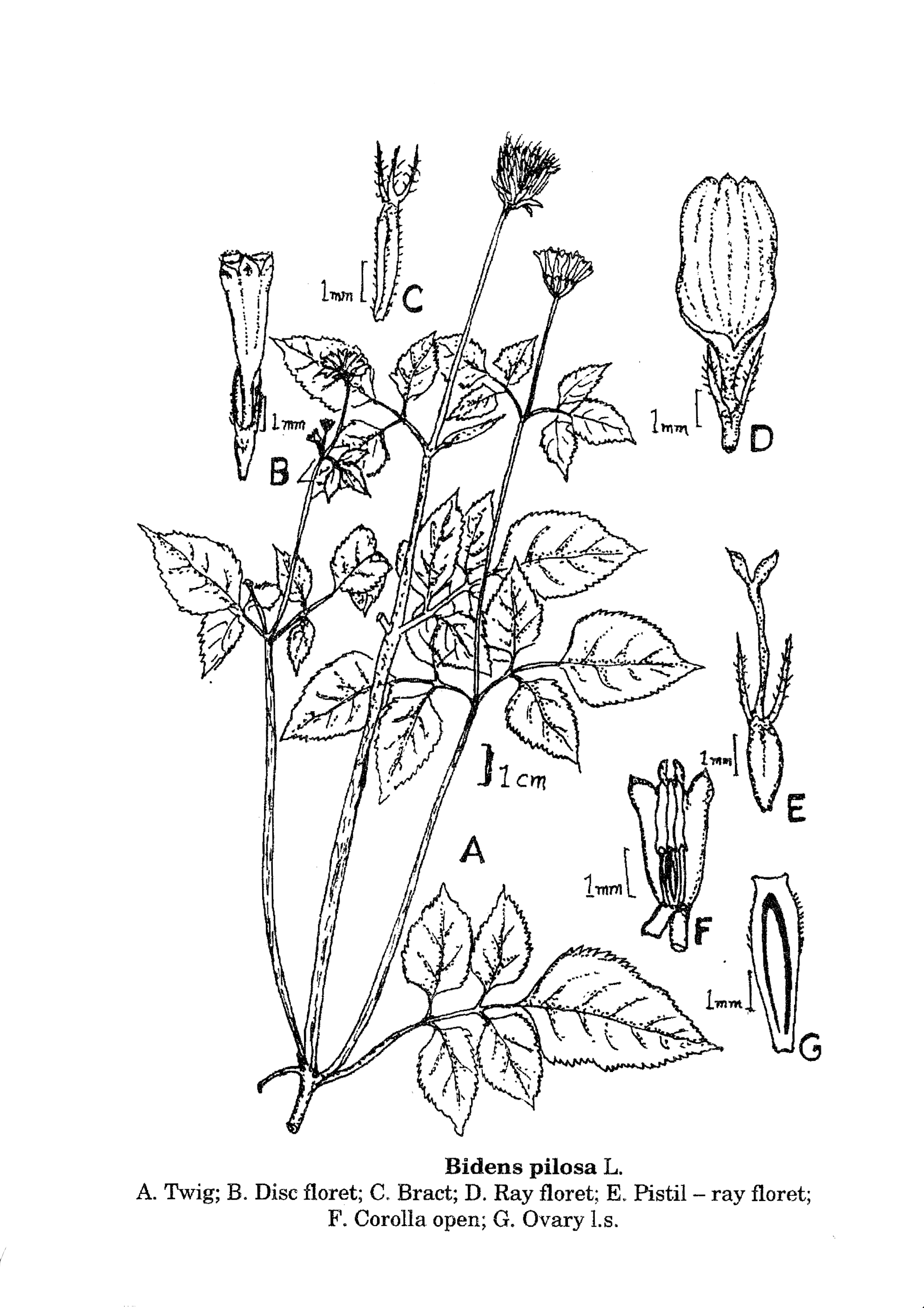 India Flora Online