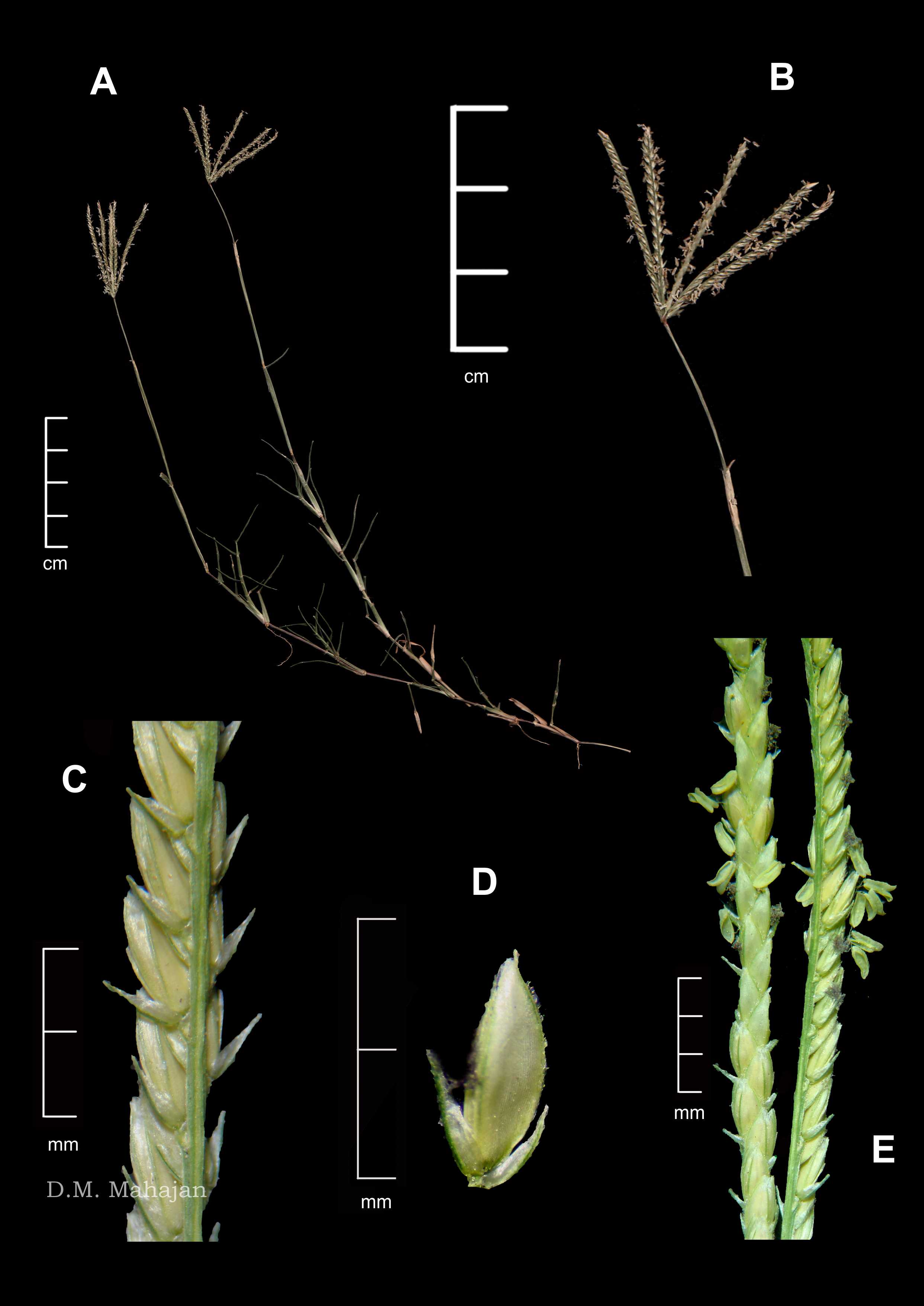 India Flora Online