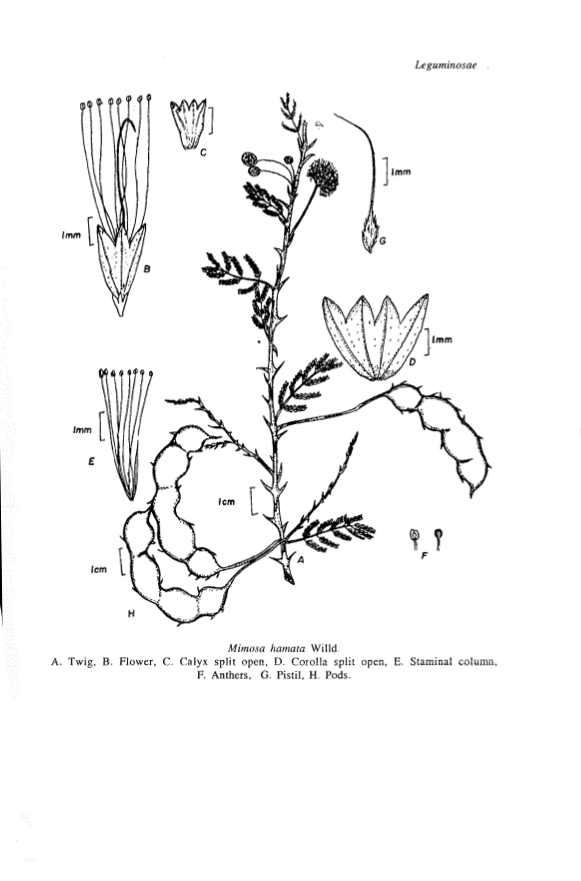 India Flora Online
