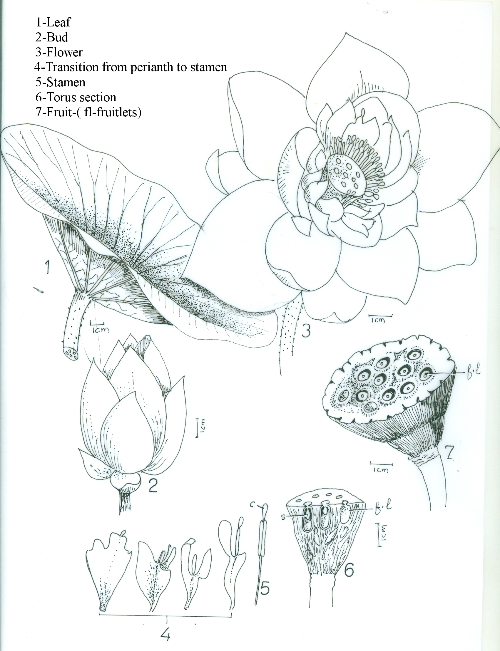 India Flora Online