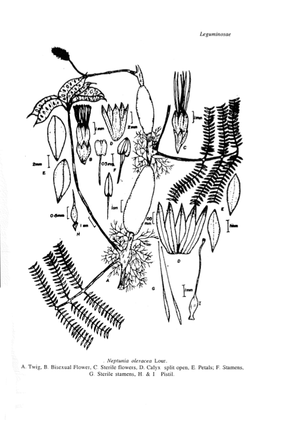India Flora Online