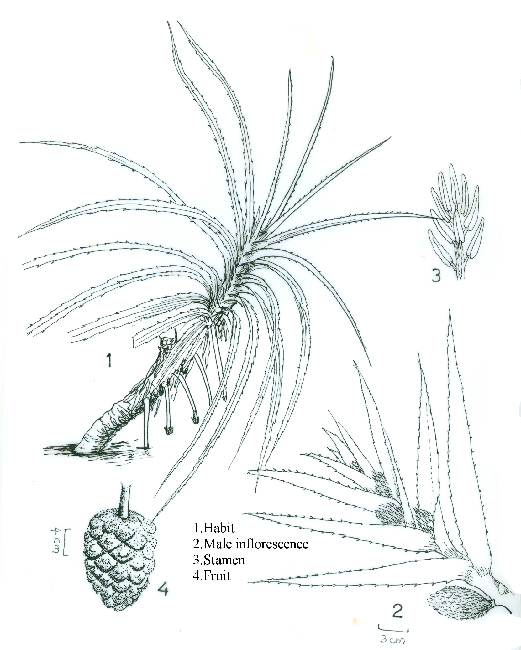 India Flora Online