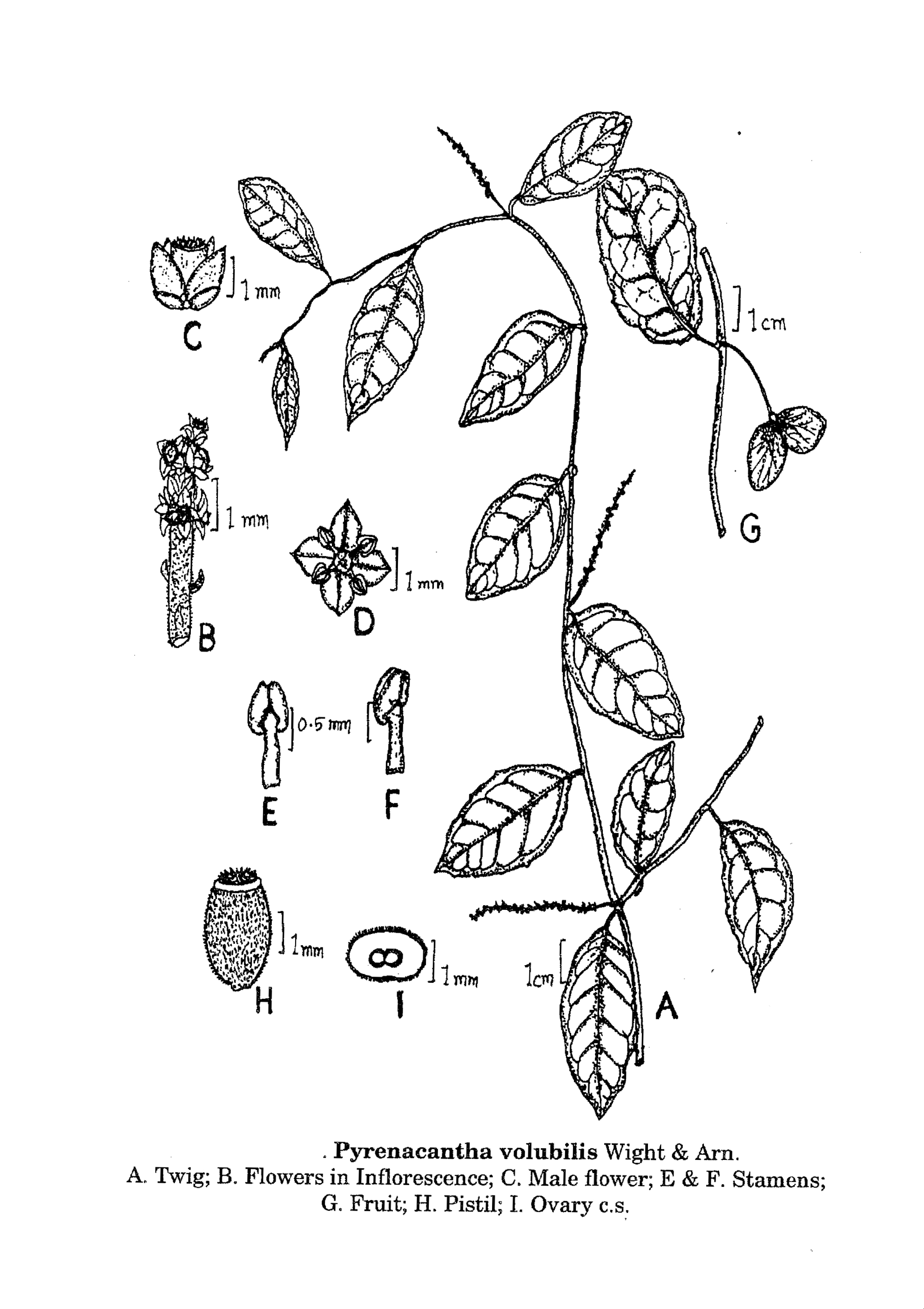 India Flora Online