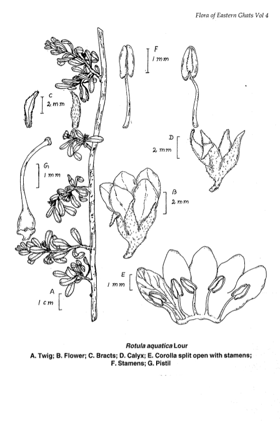 India Flora Online