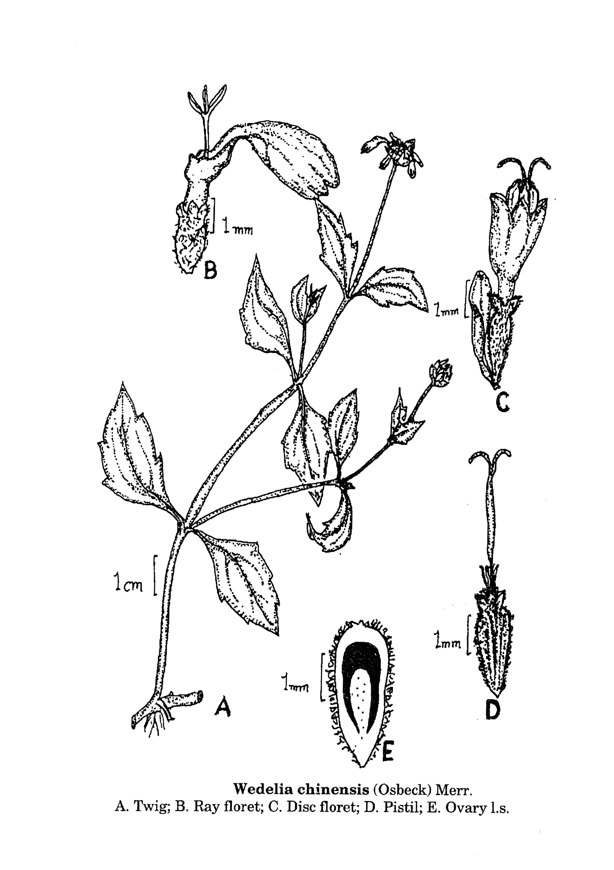 India Flora Online